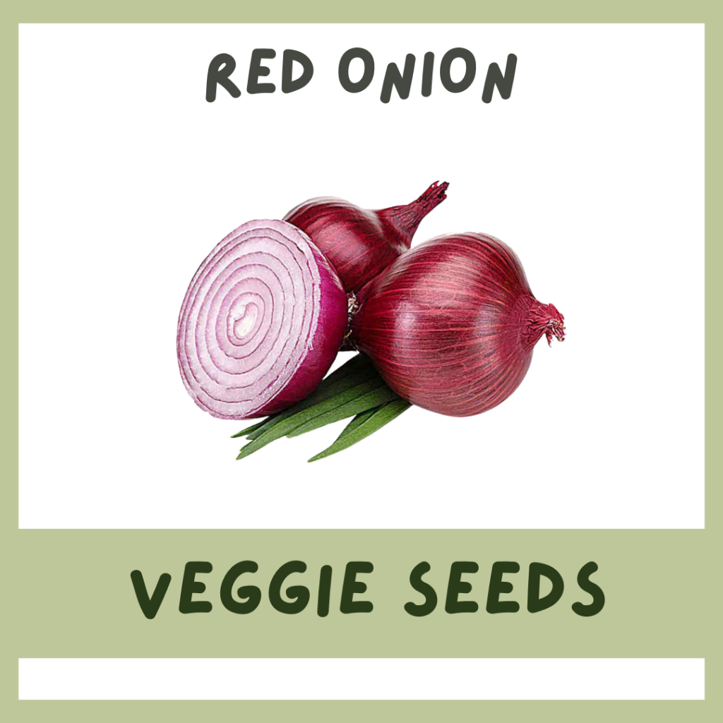 Sibuyas Onion Seeds Gulay Seeds Red Dragon Onion | Shopee Philippines
