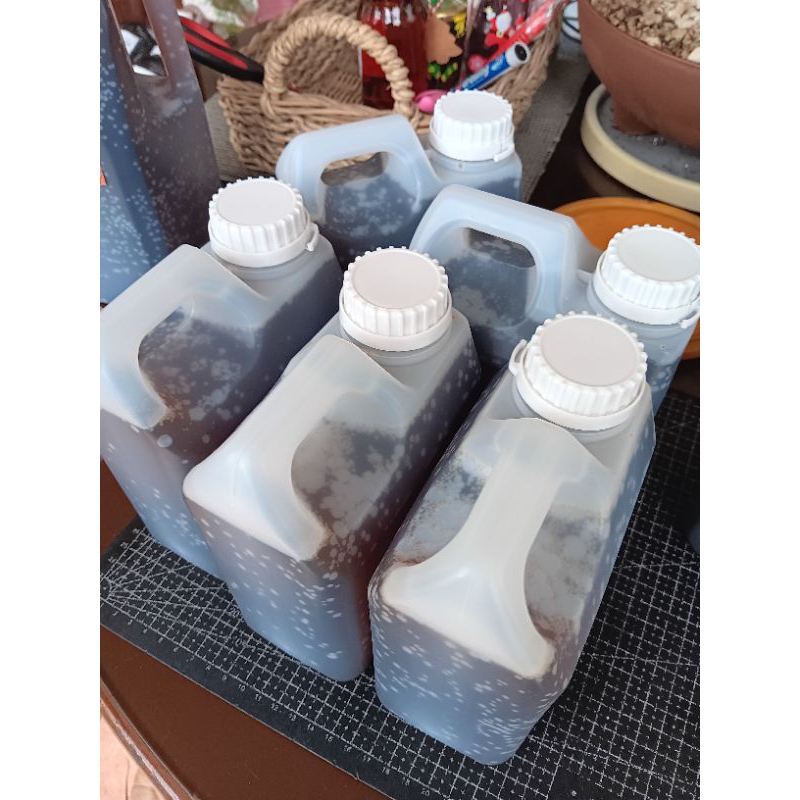 WILD HONEY / CULTURED HONEY OF LAYWAN / LUKOT BEES (FRESH WEEKLY ...