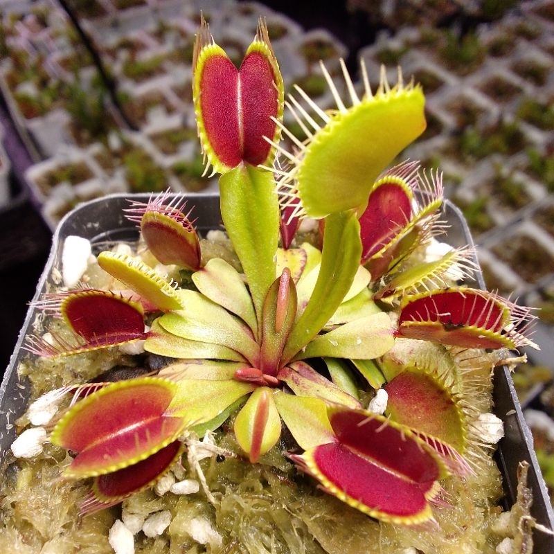 BCP TITAN Venus Flytrap (potted / carnivorous plant / seeds ) | Shopee Philippines