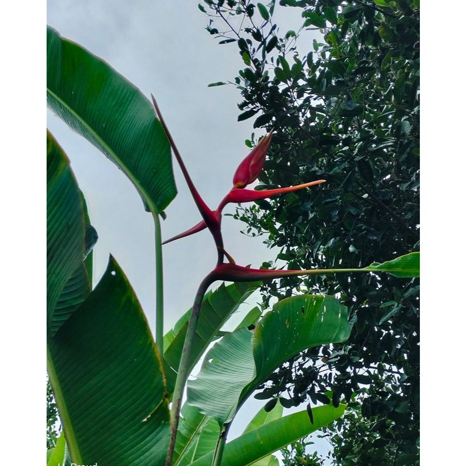 heliconia latispatha or expanded lobster claw 5 pcs. | Shopee Philippines