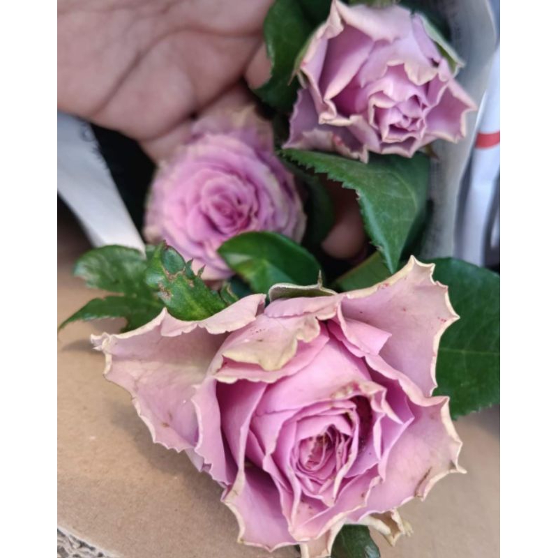 Ocean song/hybrid rose | Shopee Philippines