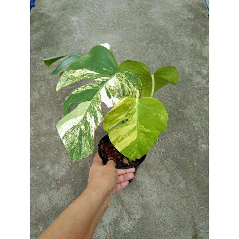 Monstera Aurea: Live plant | Shopee Philippines
