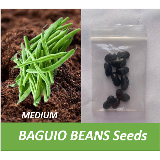 BAGUIO BEANS Seeds ( Sagana) | Shopee Philippines