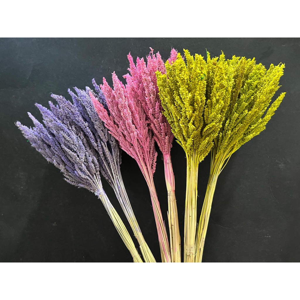 Bundle Trigo dried flowers 18 stems / native grass pampas | Shopee ...