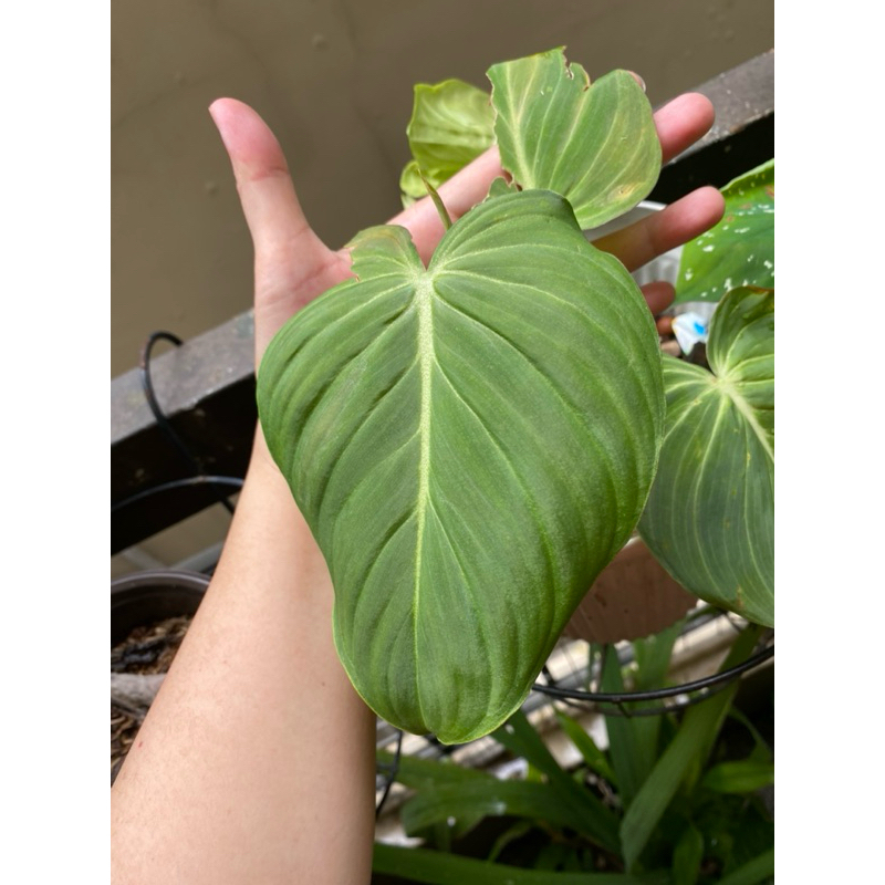 philodendron glorious | Shopee Philippines