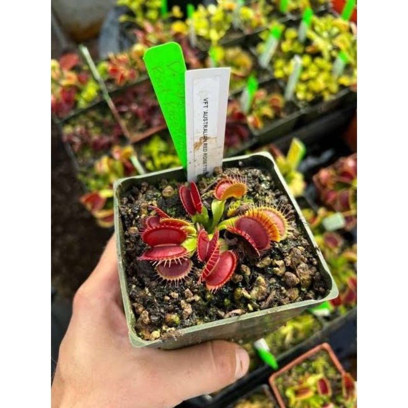 Venus Flytrap AUSTRALIAN RED ROSETTED | Shopee Philippines
