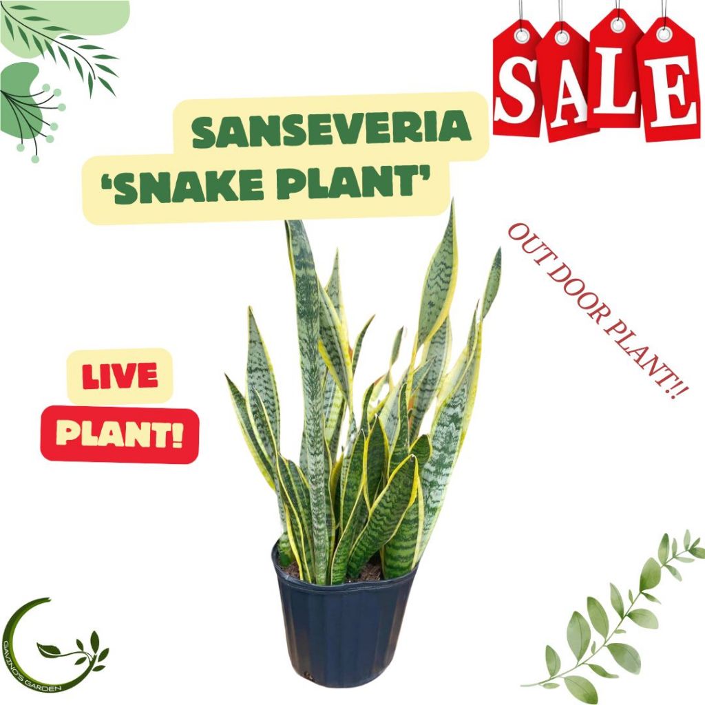 Spada/Snake Plant/Sanseveria plant/Indoor/Outdoor/LIVE PLANT!! | Shopee ...