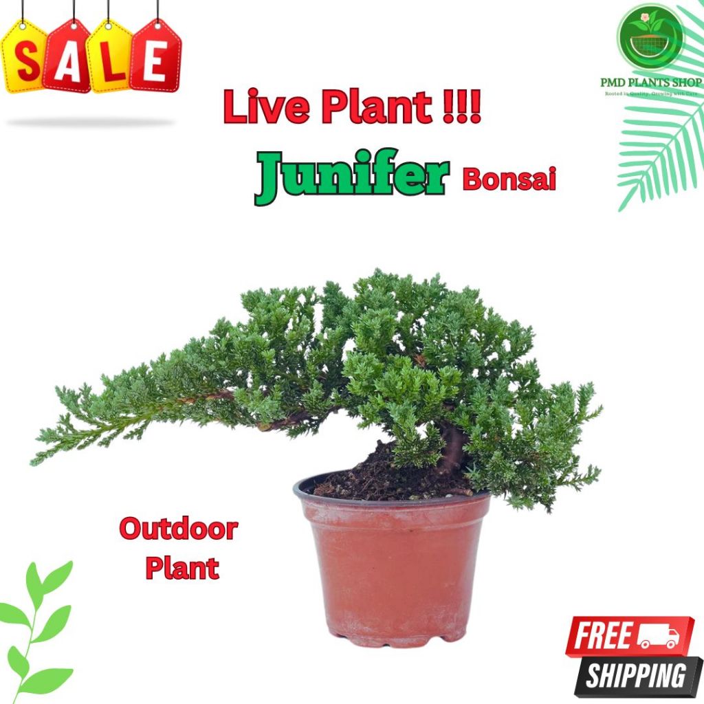 Live Junifer Bonsai (Juniperus) Cypress Family I Outdoor I | Shopee ...