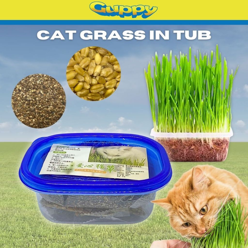 Organic Cat Grass Seed Plant in a TUB Healthy Cat Food Cat Grass Seeds ...