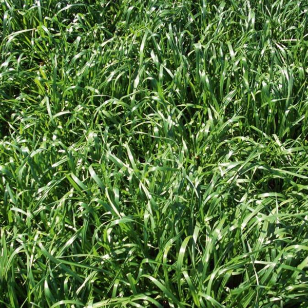 Annual Ryegrass Seeds - Grass Seeds Lawn Grass Seeds Rare Grass Seeds ...
