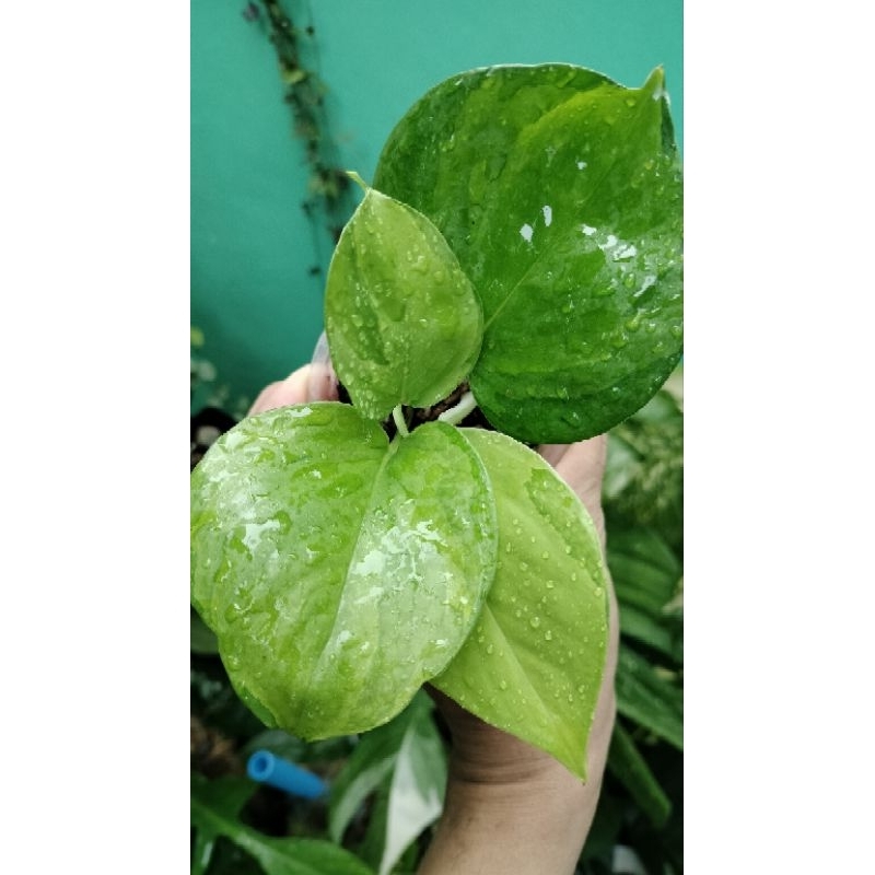 GLOBAL POTHOS ROOTED | Shopee Philippines