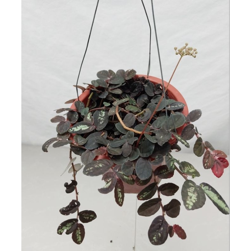 Pellionia repens ( Watermelon Begonia / Procris repens ) | Shopee ...