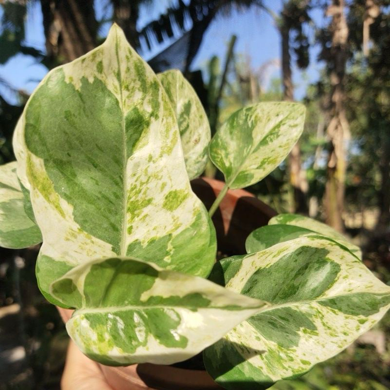 Pothos Pearls and Jade, PnJ Pothos, P&J Pothos (USA origin), Prayer ...