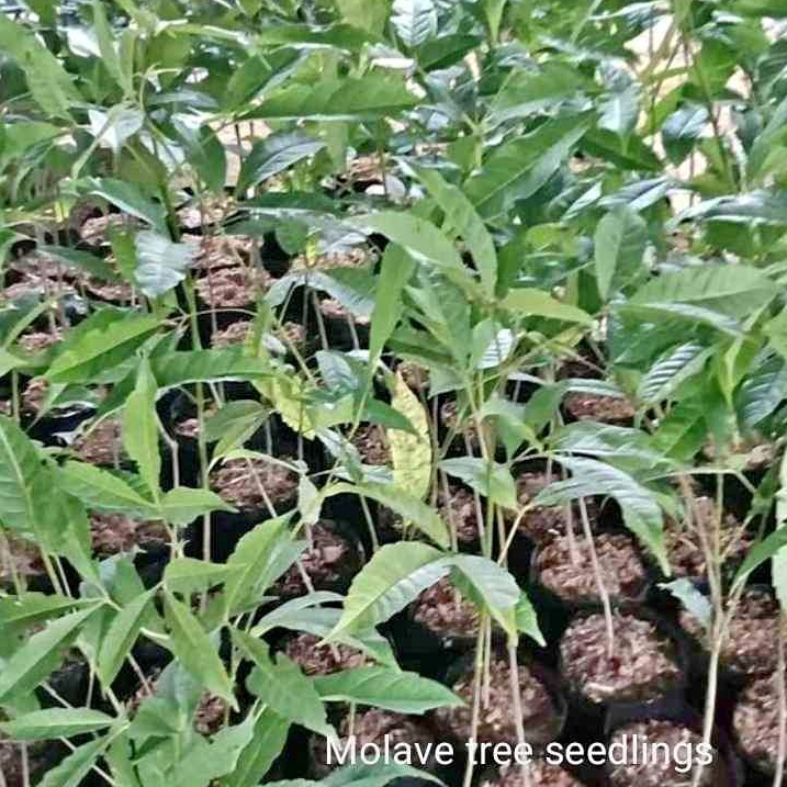molave seedlings well rooted | Shopee Philippines