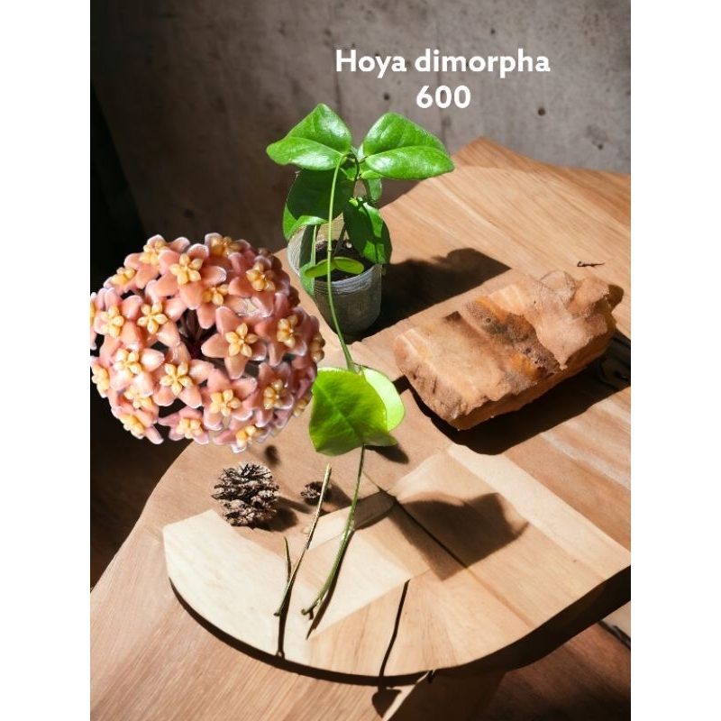 Hoya dimorpha ( starter plant) | Shopee Philippines