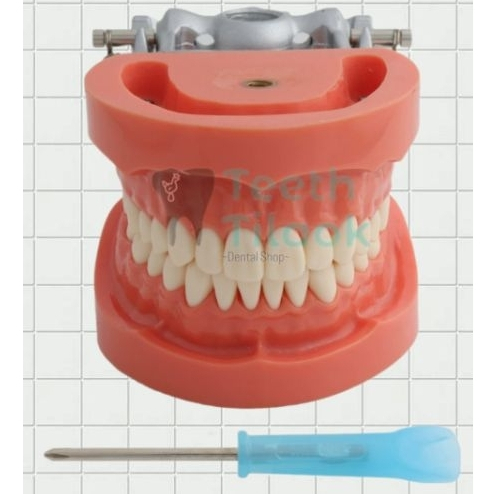 Typodont Articulator/Standard Typodont Jaw (Nissin & Trimunt Compatible ...