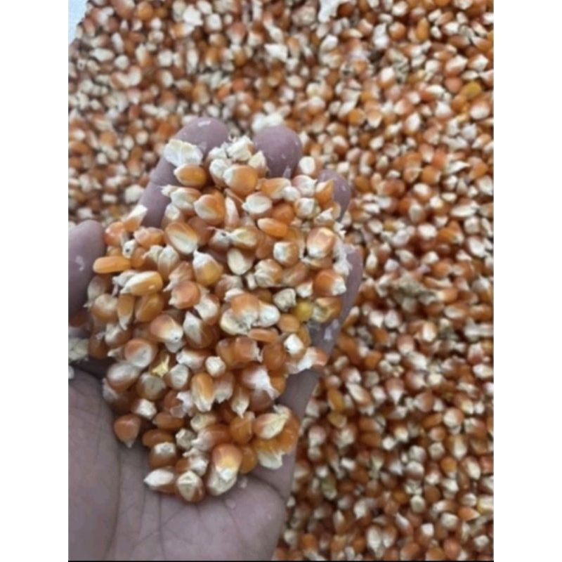 CORN WHOLE, FOR PETS, MAIS per kilo (1kl) | Shopee Philippines