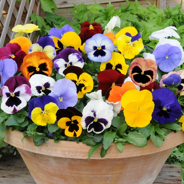 Sorbet XP Mix Viola Seeds Rare Viola Seeds Heirloom Viola Seeds Organic ...