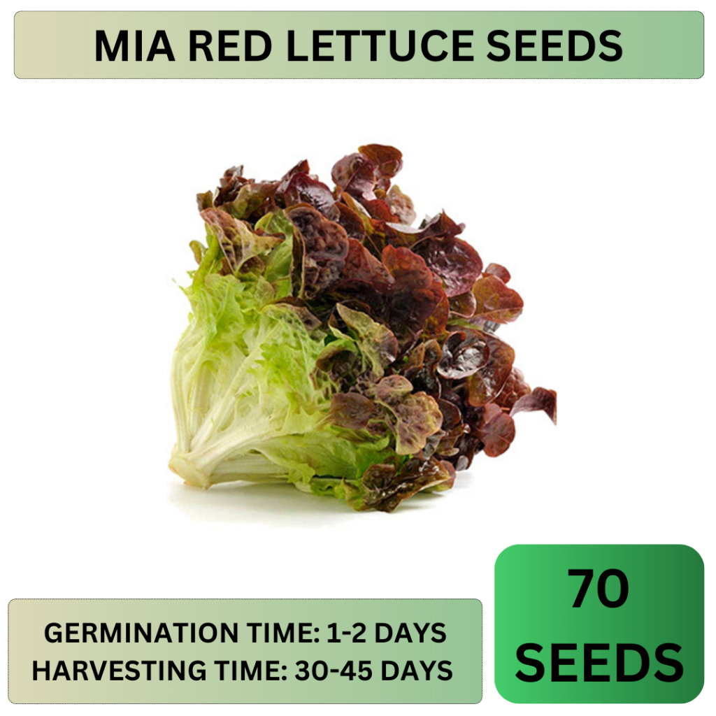 (SET 2) SULIT PACK! VEGETABLE SEEDS! (Pechay Tomato Mustasa Talong ...