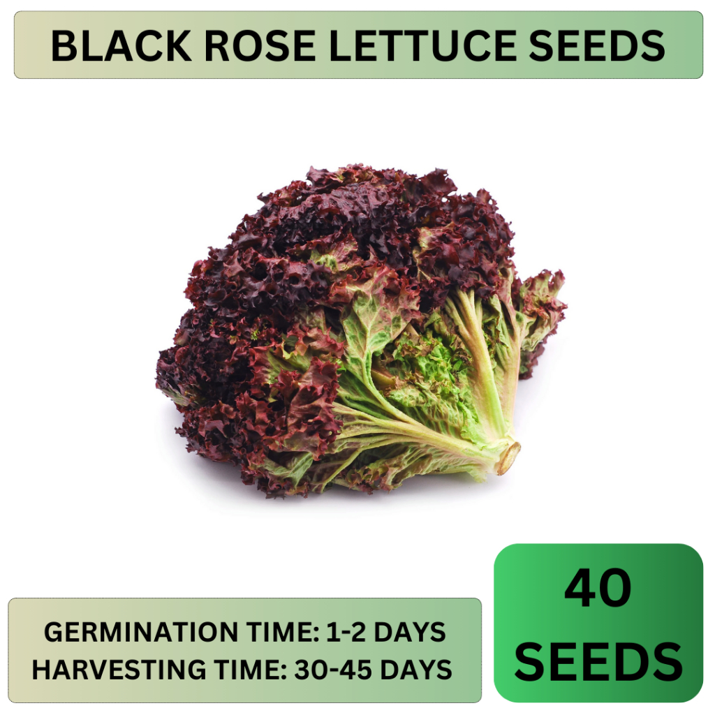 (SET 2) SULIT PACK! VEGETABLE SEEDS! (Pechay Tomato Mustasa Talong ...