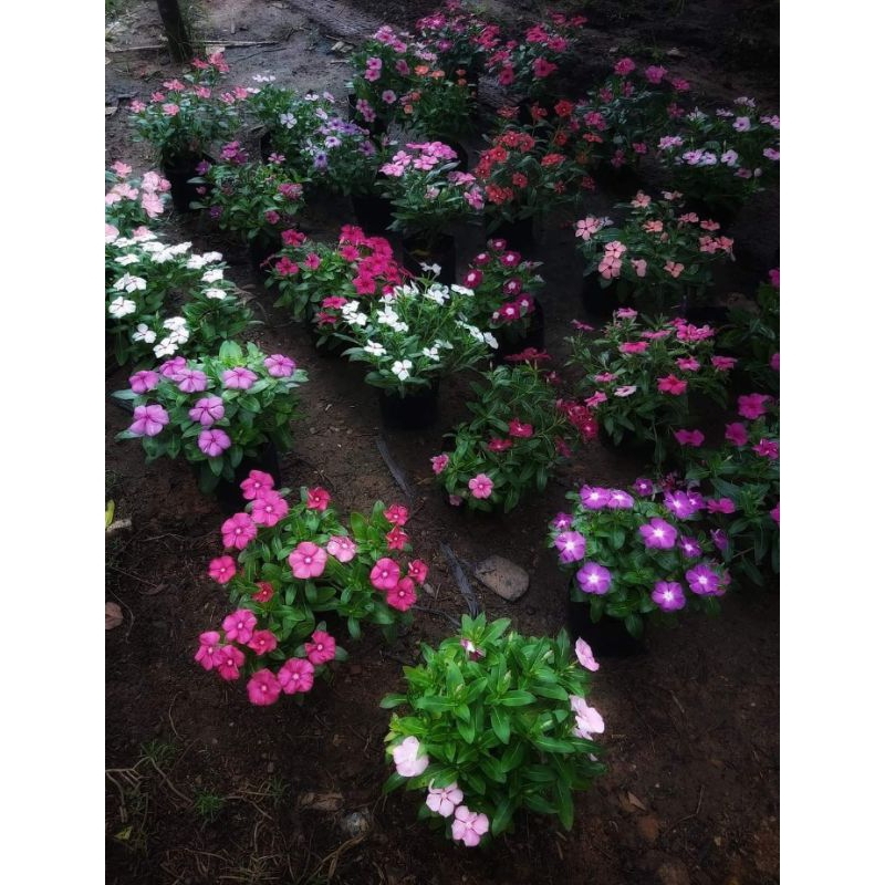 Indonesian Vinca/Periwinkle ASSORTED Upright (20 seeds) | Shopee ...