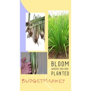 tanglad - Best Prices and Online Promos - Jul 2024 | Shopee Philippines