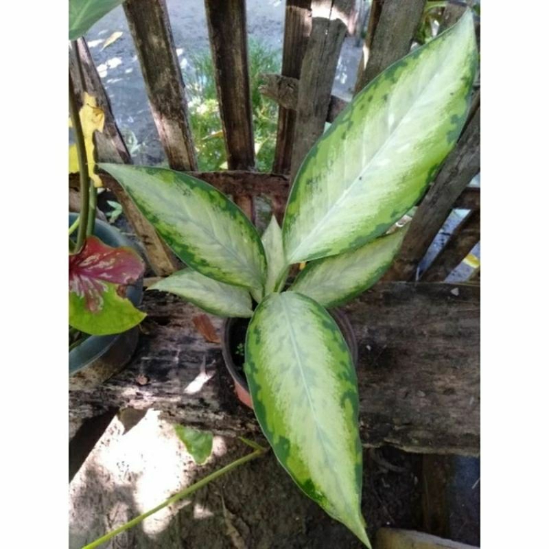 DIEFFENBACHIA TIKI/ LIVE PLANT (Small-Medium-Big). | Shopee Philippines