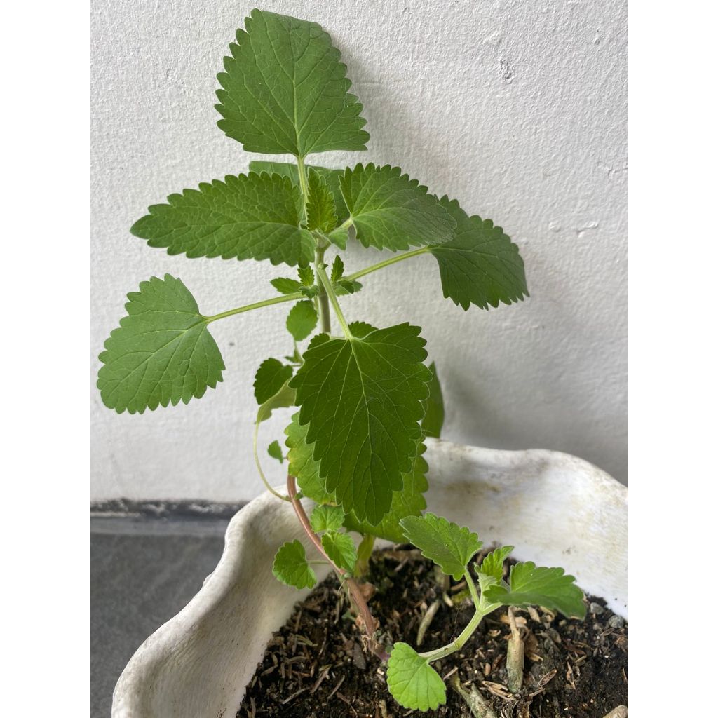 Catnip Plant ( 1 Stalk ) | Shopee Philippines