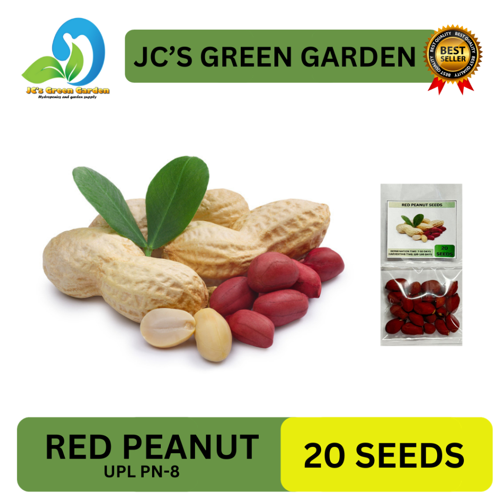 VALUE PACK (20 SEEDS) RED PEANUT SEEDS (UPL Pn-8)/FOR PLANTING/HYBRID ...