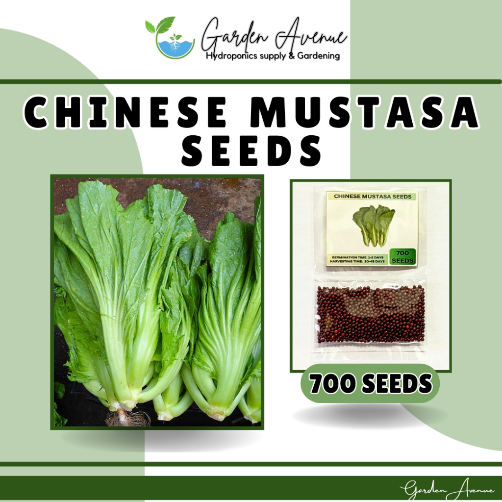 SULIT PACK! CHINESE MUSTASA SEEDS (700 SEEDS) - FOR PLANTING/EASY TO ...