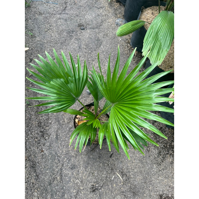 Anahaw Outdoor Decoration | Shopee Philippines