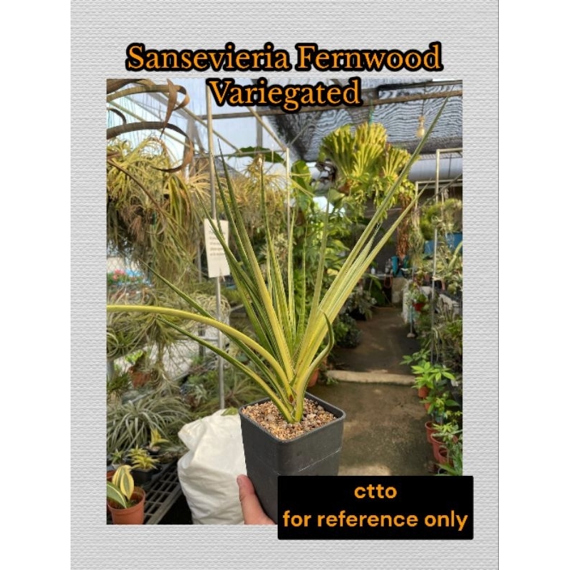 Sansevieria Fernwood Variegated | Shopee Philippines