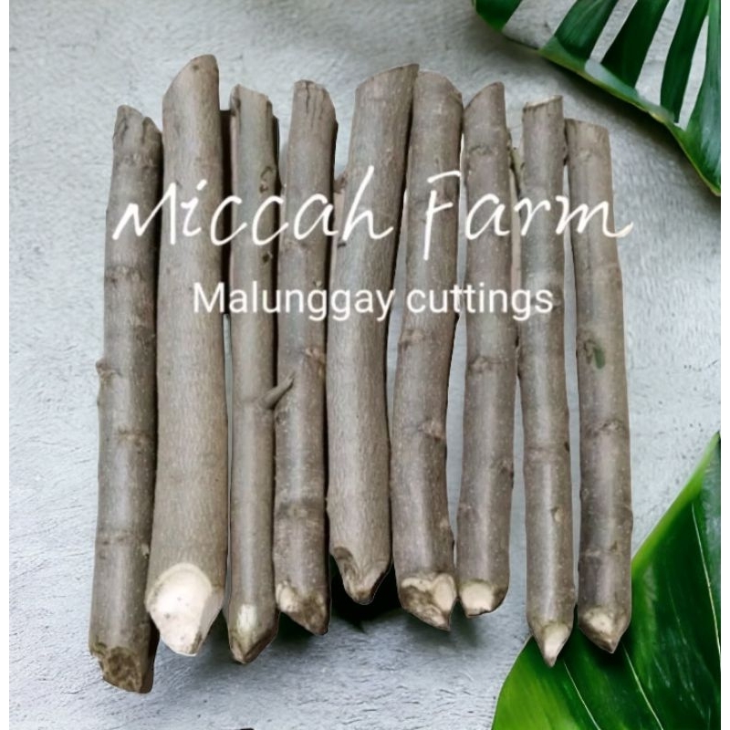 Miccah Farm 1pc 2ft Malunggay for seedling| malunggay seed bulbs ...
