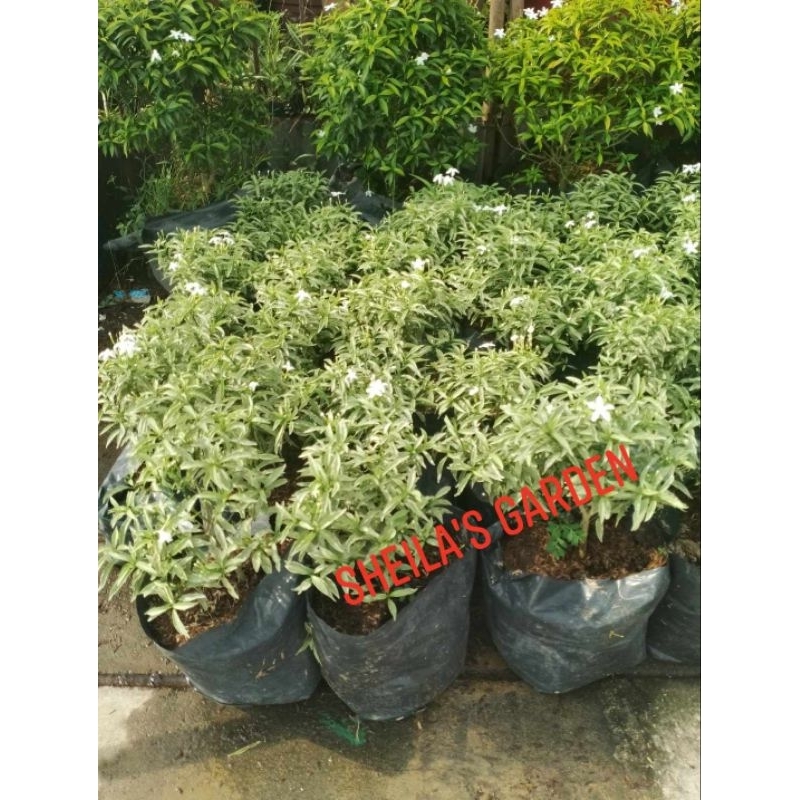 Silver Pandakaki Buy 10 get 1 | Shopee Philippines