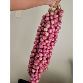 sibuyas - Best Prices and Online Promos - Mar 2024 | Shopee Philippines