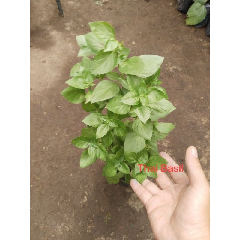 Thai Basil HERB'S (Luzon only) (seedling bag) | Shopee Philippines