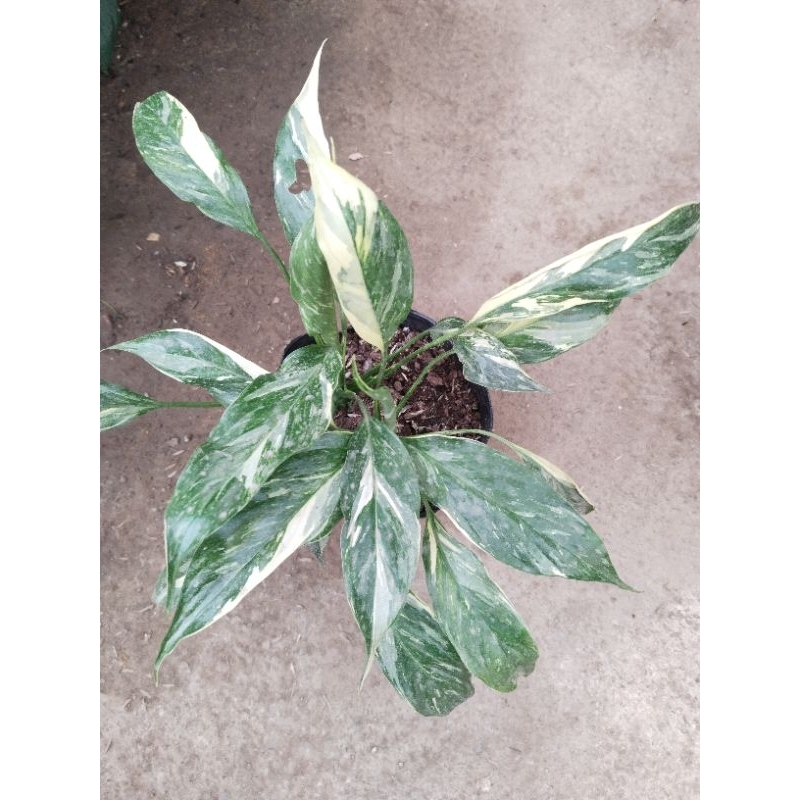 Variegated Peace Lily 'Domino' (seedling bag) | Shopee Philippines
