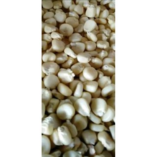 white corn seeds pang tanim lagkitan | Shopee Philippines