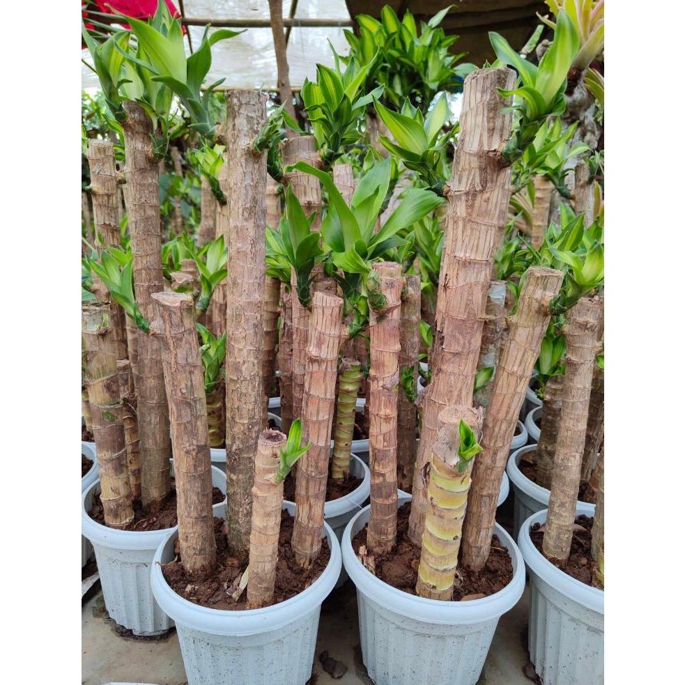 Fortune Plant (1 STALK ONLY) with FREE pot and white pebbles | Shopee ...