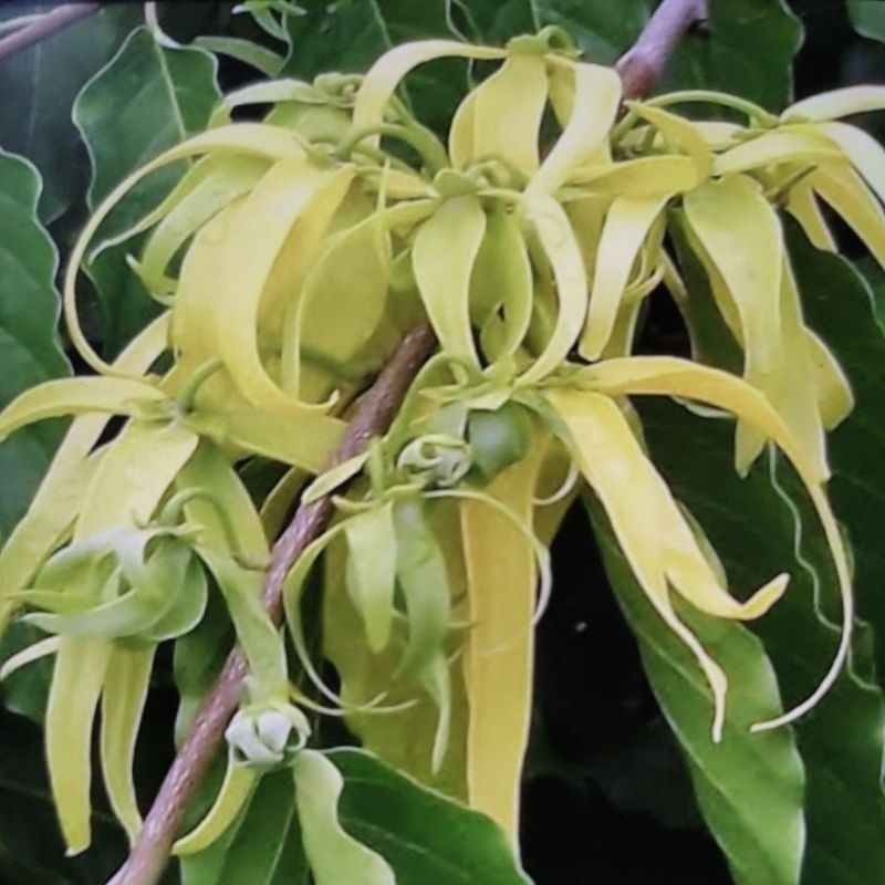 Ilang-Ilang Cuttings (per piece) | Shopee Philippines