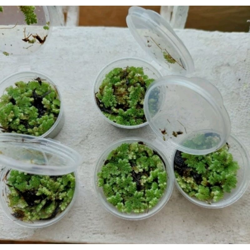 Azolla 18 pesos for 50 Grams very affordable organic plant food for ...