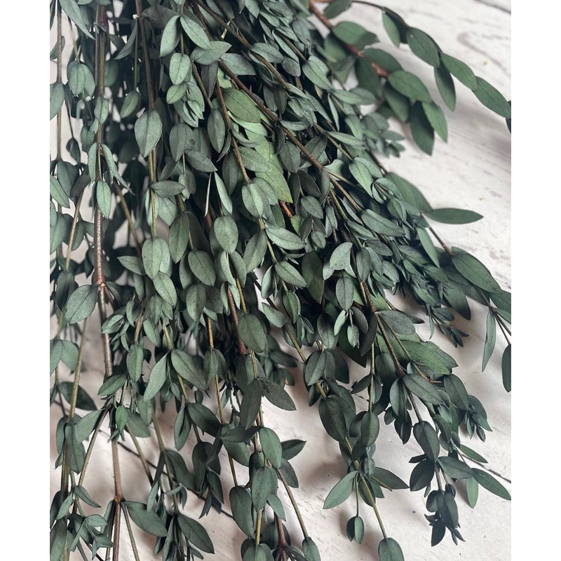 Dried parvi dried flowers preserved (bundle ) | Shopee Philippines