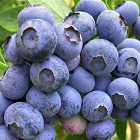 Buy one get one free, edible blueberries, potted blueberry seedlings ...