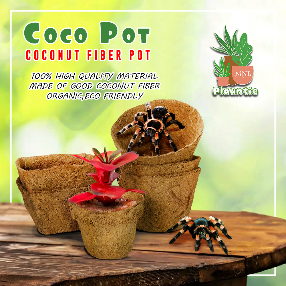 Coco pot - Small And Large Organic Propagation Pot | Shopee Philippines