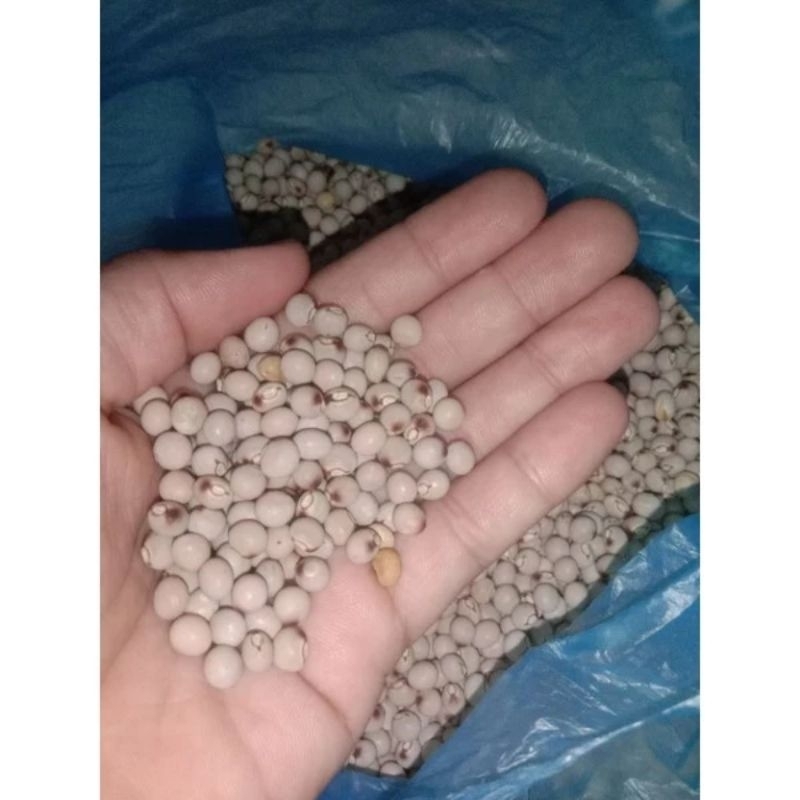 KADYOS / KARDIS SEEDS NEW HARVES 100G PANG LUTO | Shopee Philippines