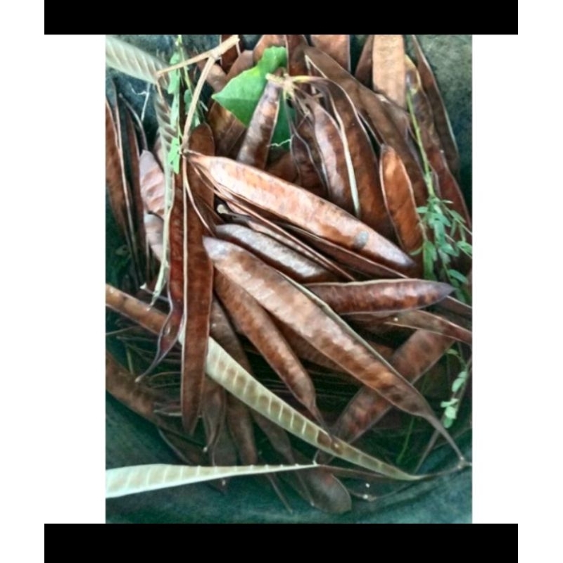 Ipil Ipil Seeds (Approx 70 Seeds) Leucaena Leucocephala | Shopee ...