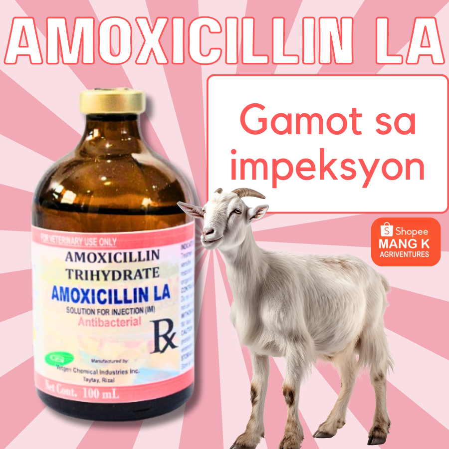 AMOXICILLIN LA | Antibacterial Solution for Injection (IM) | Shopee ...