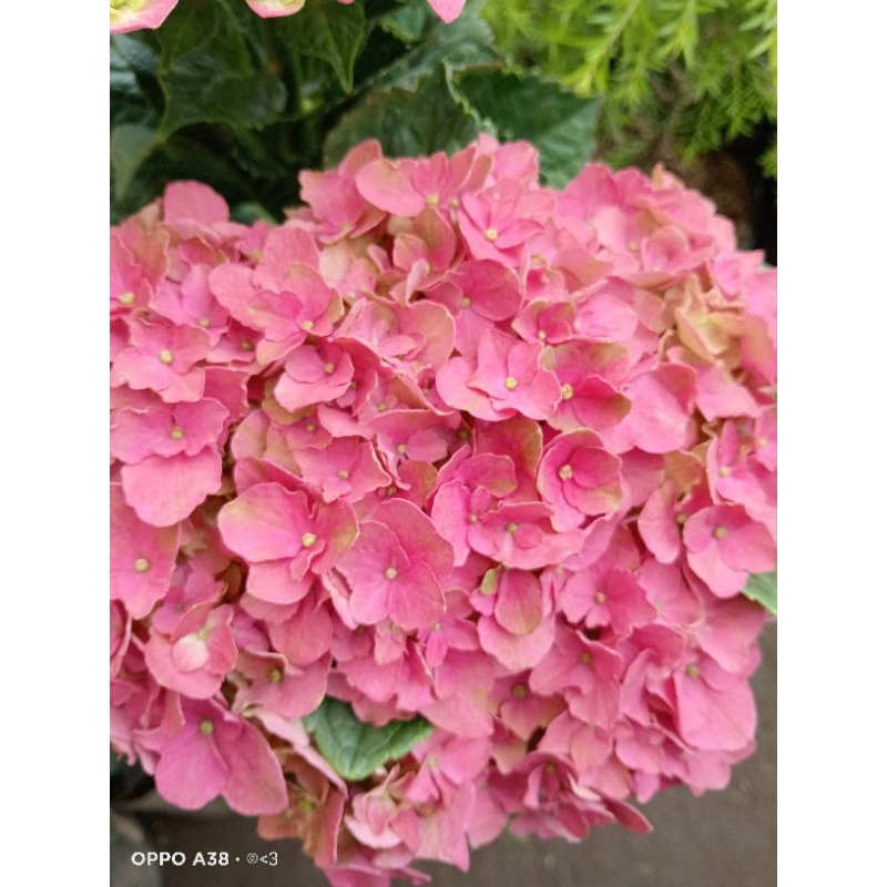 Million Flowers/Hydrangea/Mil Flores Pink | Shopee Philippines