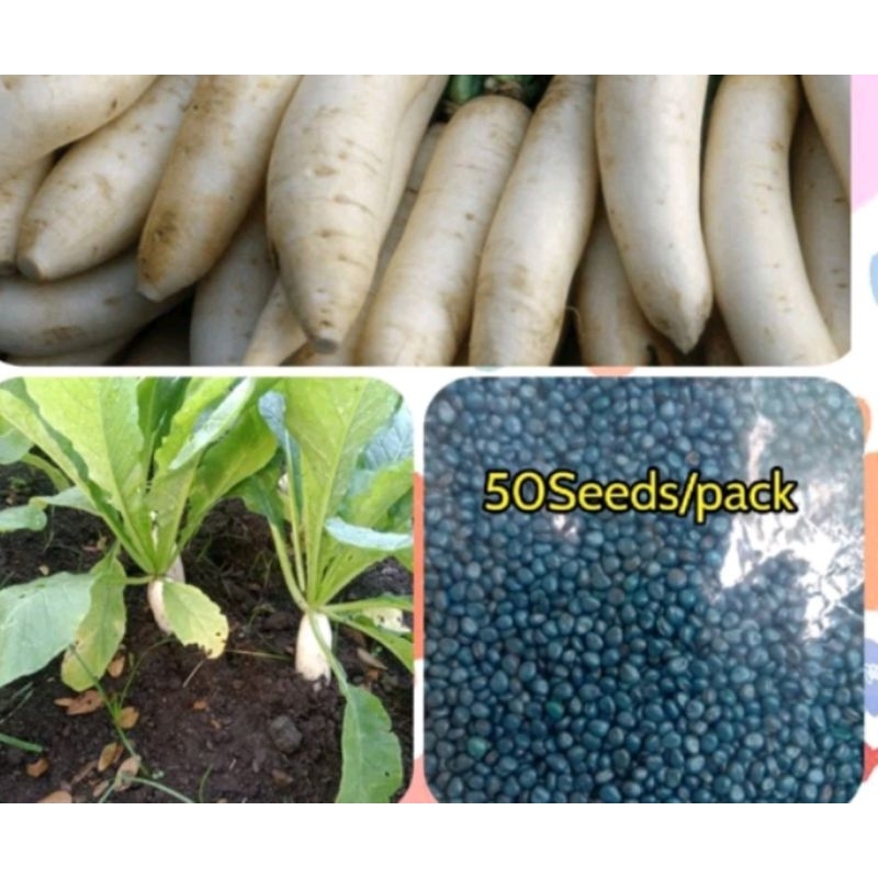 Labanos/Radish vegetables seeds) | Shopee Philippines