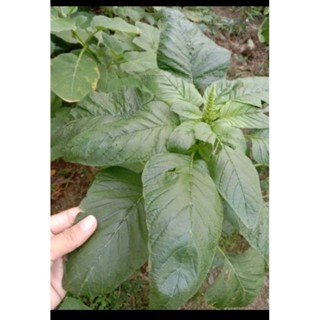Giant kulitis / hybrid kulitis/ native kulitis seeds (100 seeds/pack ...